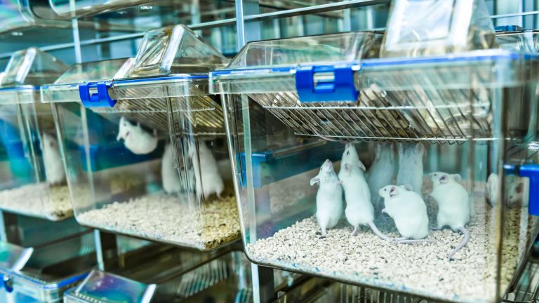 Animal Facility Design AF Zyirn animal-facility-design-af-zyirn